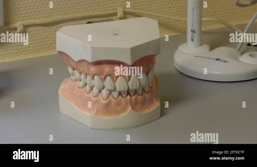 Dental model teeth Stock Videos & Footage - HD and 4K Video Clips - Alamy