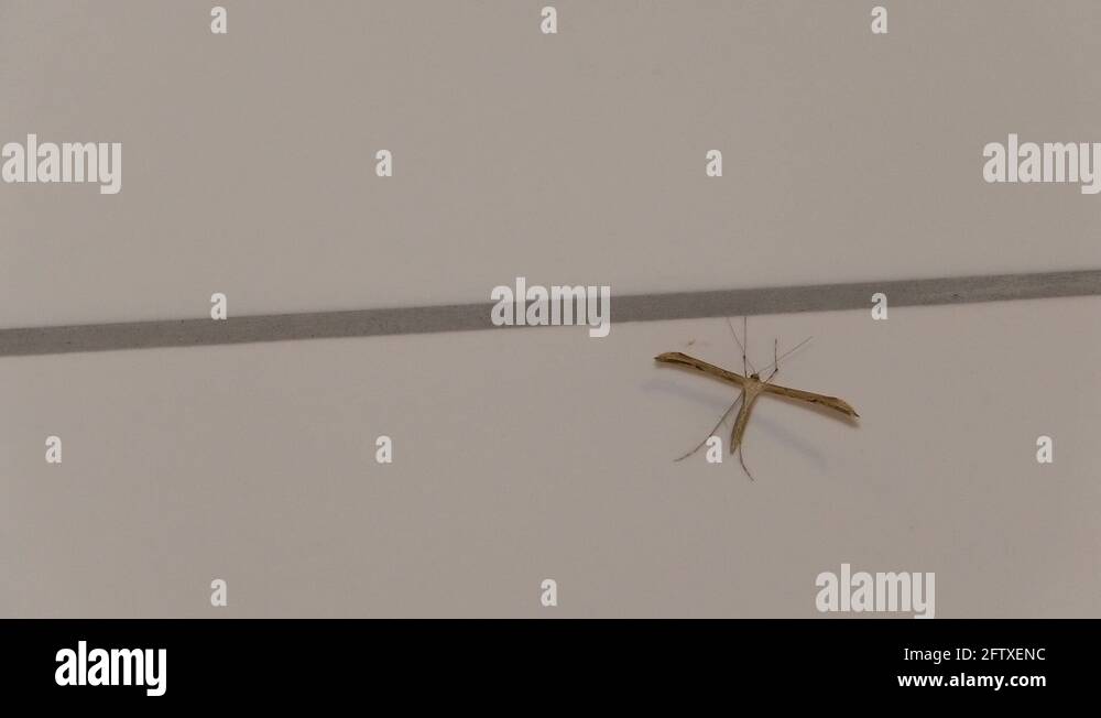 Antennae moth Stock Videos & Footage - HD and 4K Video Clips - Alamy