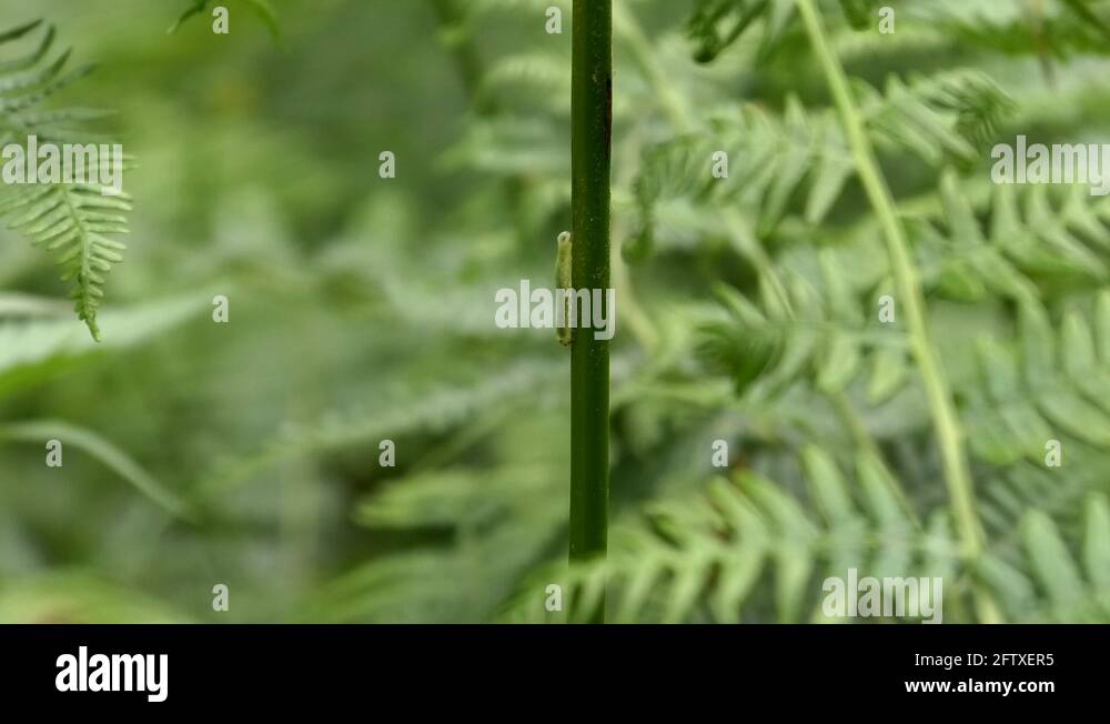 Stem sawfly Stock Videos & Footage - HD and 4K Video Clips - Alamy