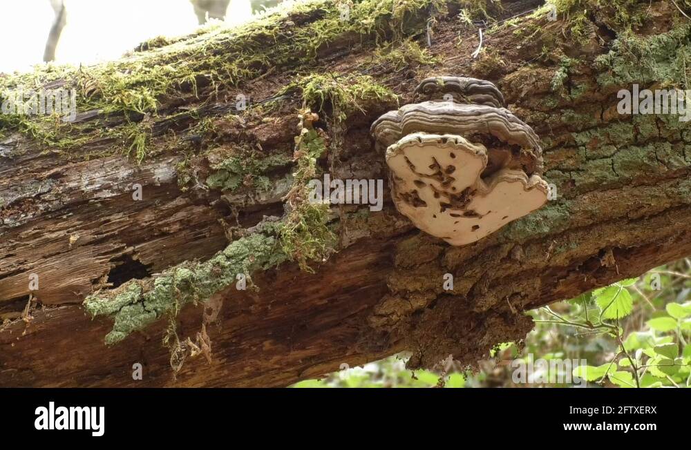 Rotting tree with fungus Stock Videos & Footage - HD and 4K Video Clips ...