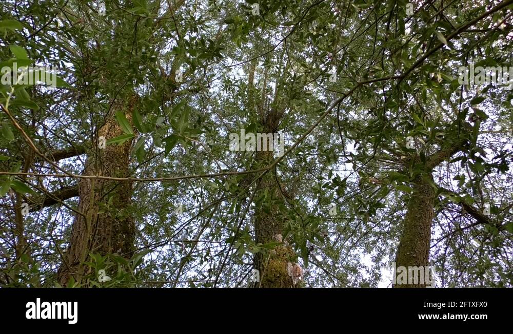 Willow crowns Stock Videos & Footage - HD and 4K Video Clips - Alamy