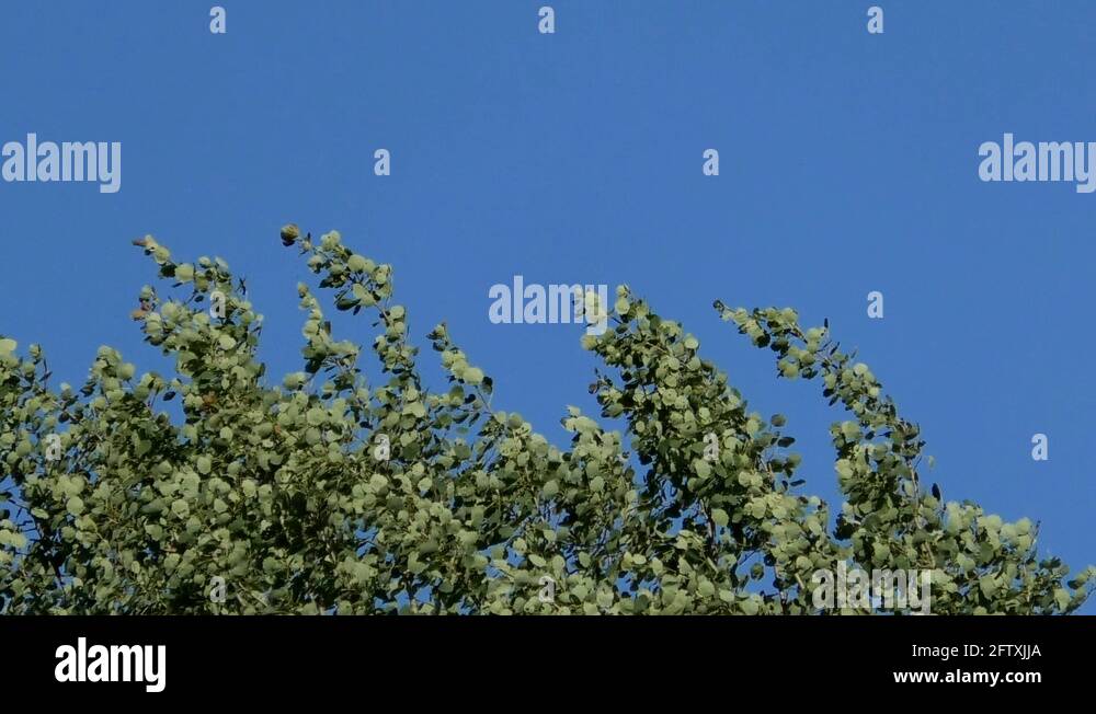 Leaves of aspen populus tremula Stock Videos & Footage - HD and 4K ...