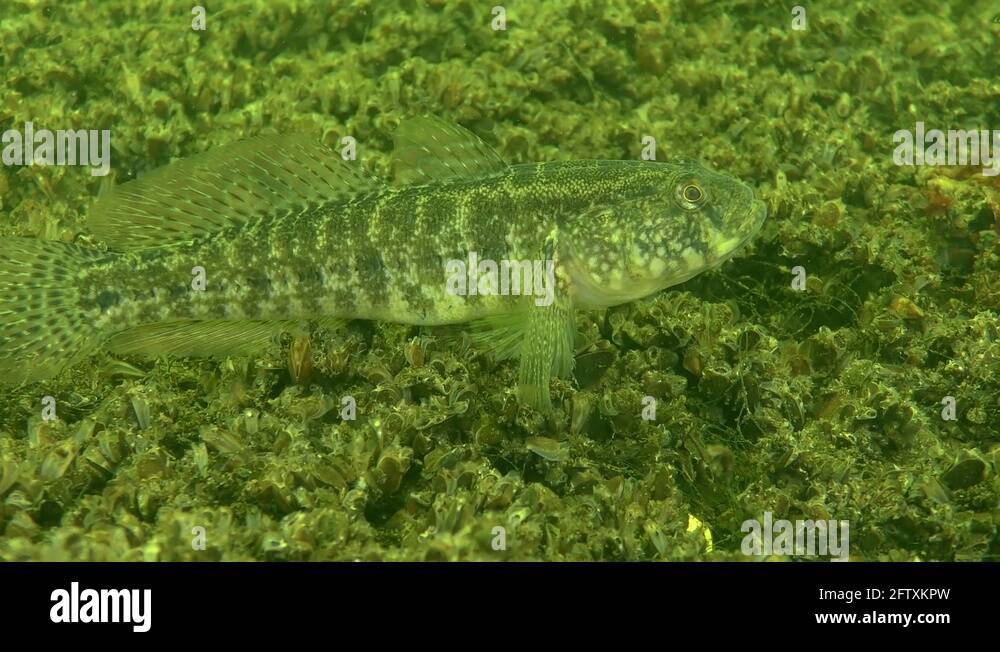 Grass goby (Zosterisessor ophiocephalus), a pose of threat Stock Video ...