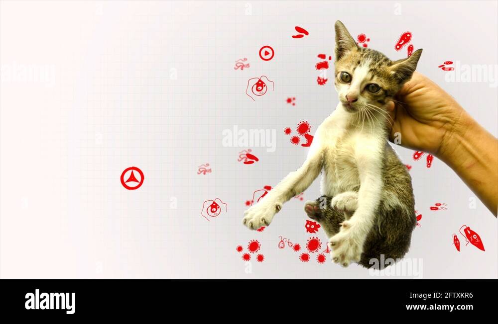 Pathogen analysis Stock Videos & Footage - HD and 4K Video Clips - Alamy