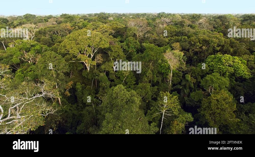 Amazon rainforest Stock Videos & Footage - HD and 4K Video Clips - Alamy