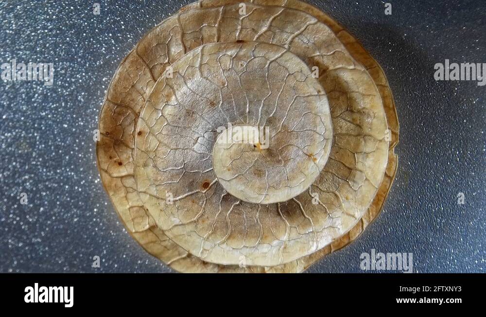 Medicago orbicularis seed pod. Forms a symbiotic relationship Stock ...