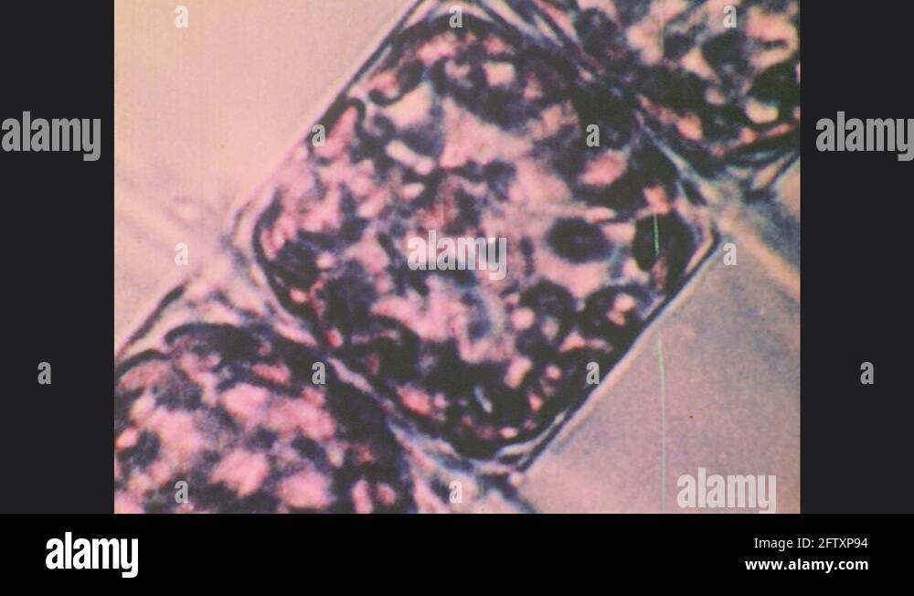 1970s: UNITED STATES: microscopic view of deep sea creatures. Fish in ...