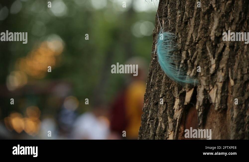 Pan symbol Stock Videos & Footage - HD and 4K Video Clips - Alamy