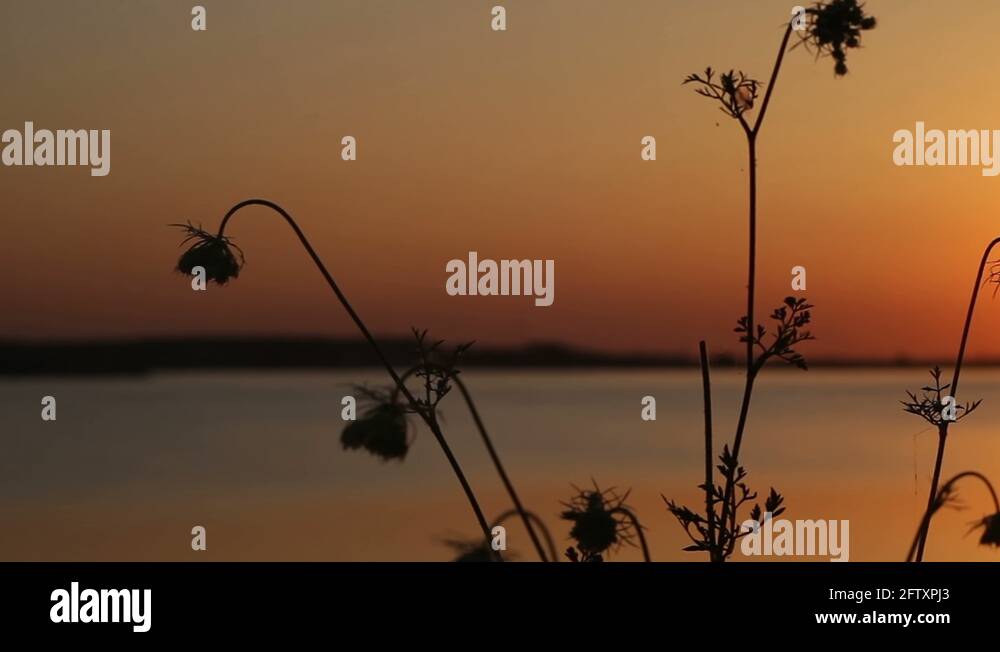 Horizontal plants Stock Videos & Footage - HD and 4K Video Clips - Alamy