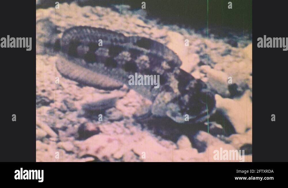 Territorial fish Stock Videos & Footage - HD and 4K Video Clips - Alamy