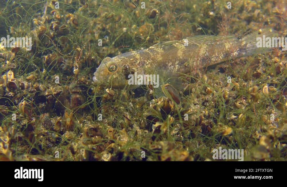 Diving pose Stock Videos & Footage - HD and 4K Video Clips - Alamy