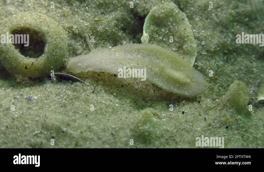 Planaria Stock Videos & Footage - HD and 4K Video Clips - Alamy