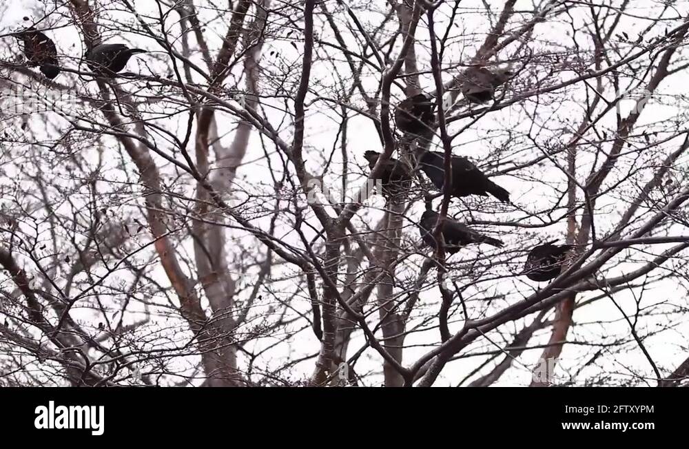 Crow eating worm Stock Videos & Footage - HD and 4K Video Clips - Alamy