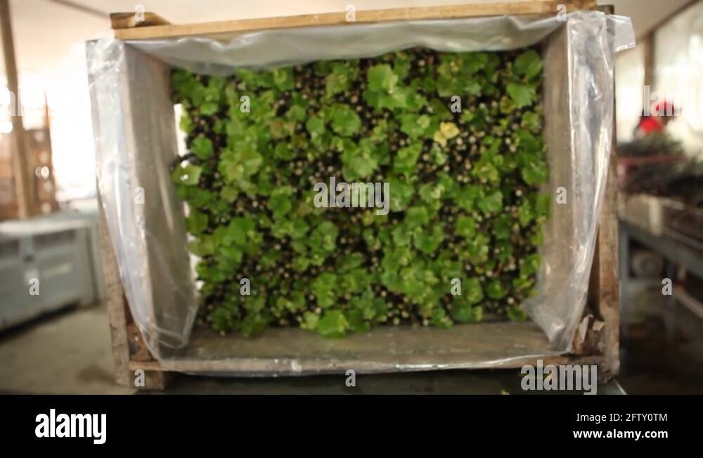 Italian greenhouse Stock Videos & Footage - HD and 4K Video Clips - Alamy