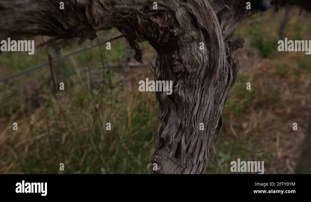 Vine foods Stock Videos & Footage - HD and 4K Video Clips - Alamy
