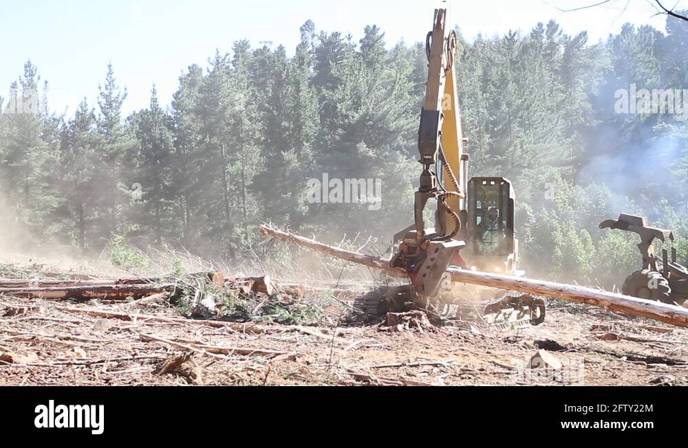 Log handling Stock Videos & Footage - HD and 4K Video Clips - Alamy
