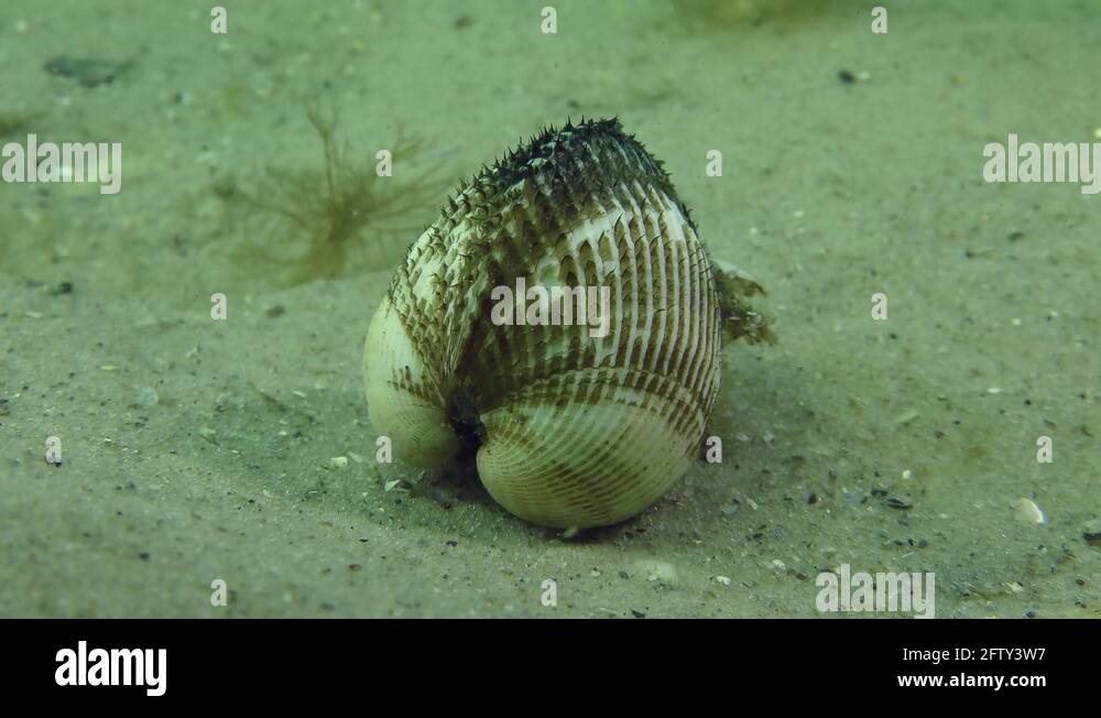 Non invasive species Stock Videos & Footage - HD and 4K Video Clips - Alamy
