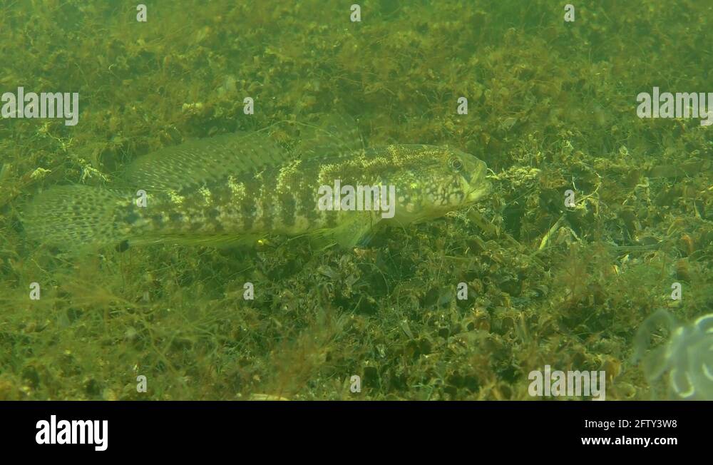 Grass goby (Zosterisessor ophiocephalus), a pose of threat Stock Video ...