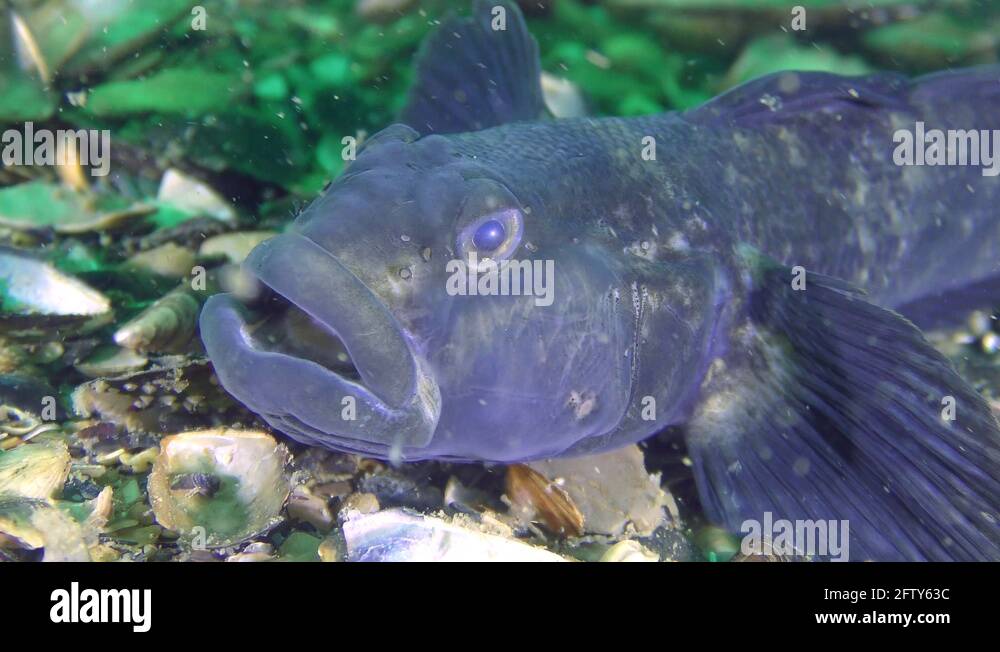 Invasive species Round goby (Neogobius melanostomus Stock Video Footage ...