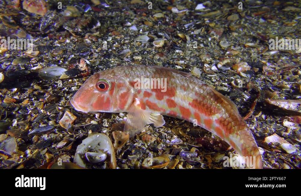 Red mullet fish in the mediterranean sea Stock Videos & Footage - HD ...