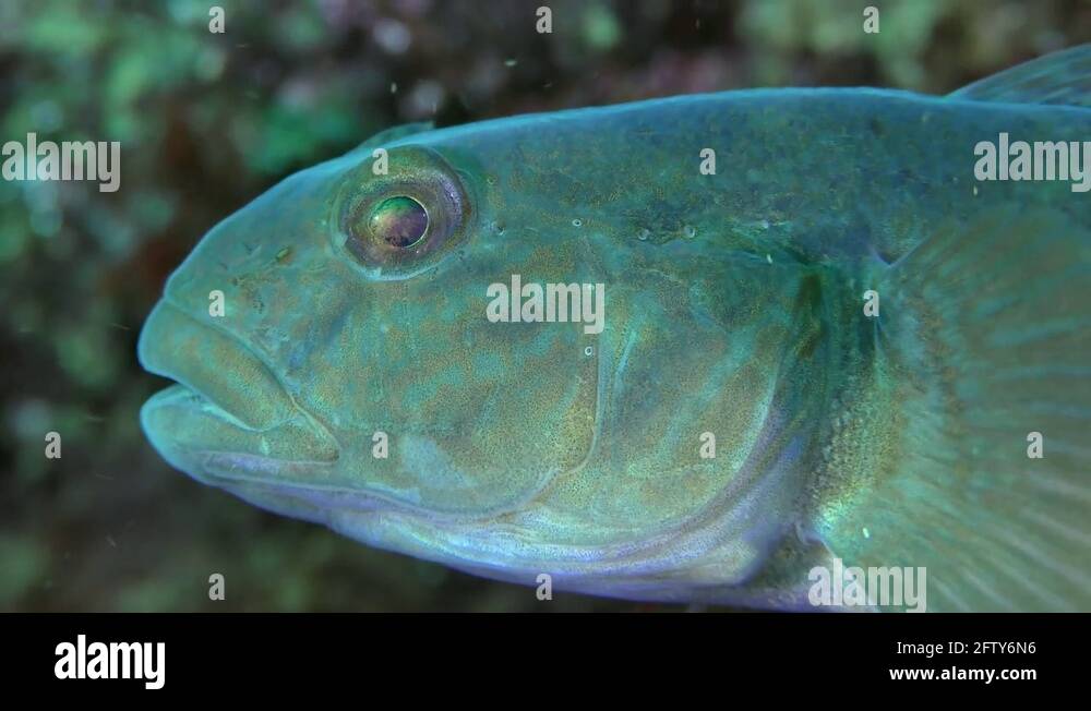 Invasive species Round goby (Neogobius melanostomus), portrait Stock ...