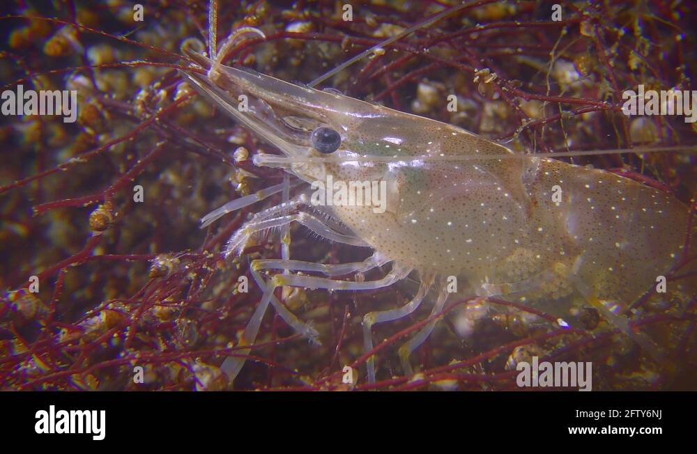Baltic sea shrimp Stock Videos & Footage - HD and 4K Video Clips - Alamy