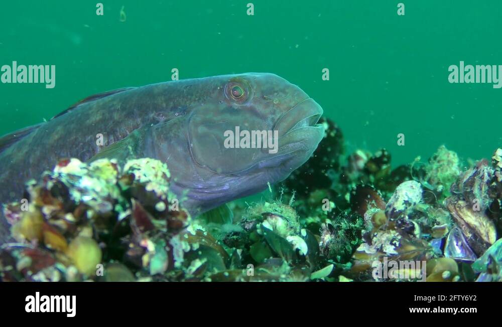 Invasive species Round goby (Neogobius melanostomus Stock Video Footage ...