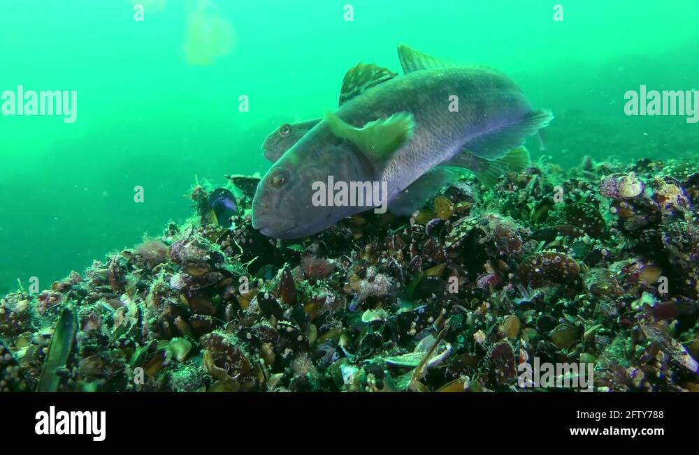 Invasive species Round goby (Neogobius melanostomus), feeding Stock ...