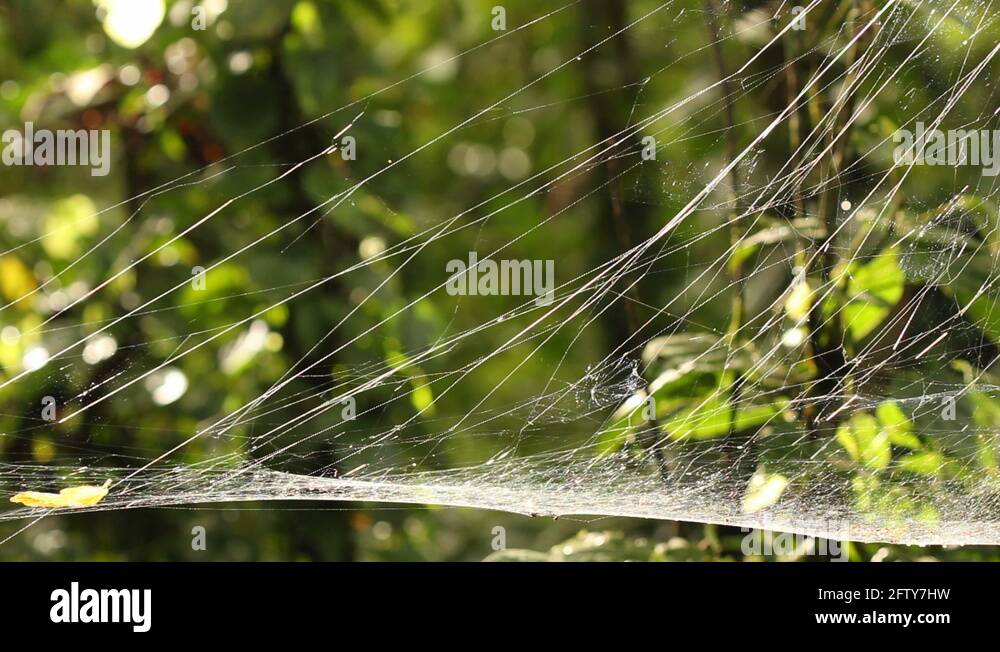 Linyphiidae family Stock Videos & Footage - HD and 4K Video Clips - Alamy