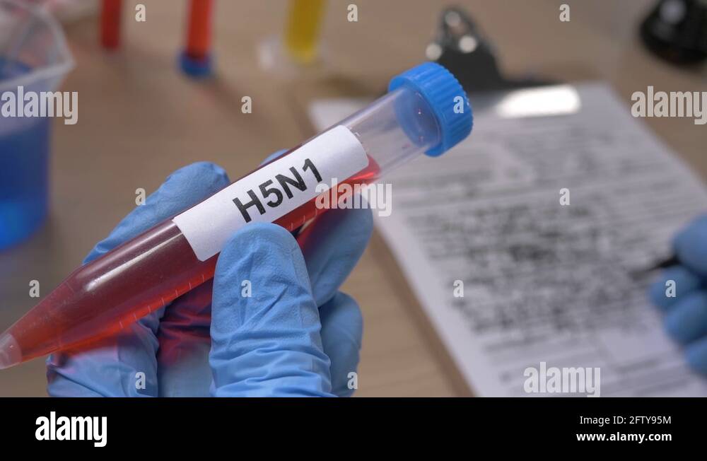 H5n1 laboratory Stock Videos & Footage - HD and 4K Video Clips - Alamy