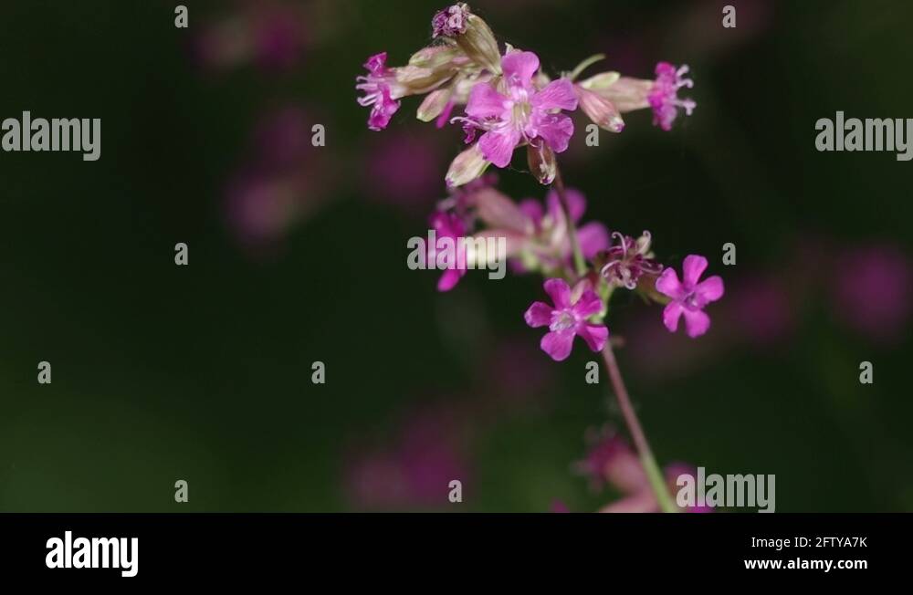 Viscaria vulgaris Stock Videos & Footage - HD and 4K Video Clips - Alamy