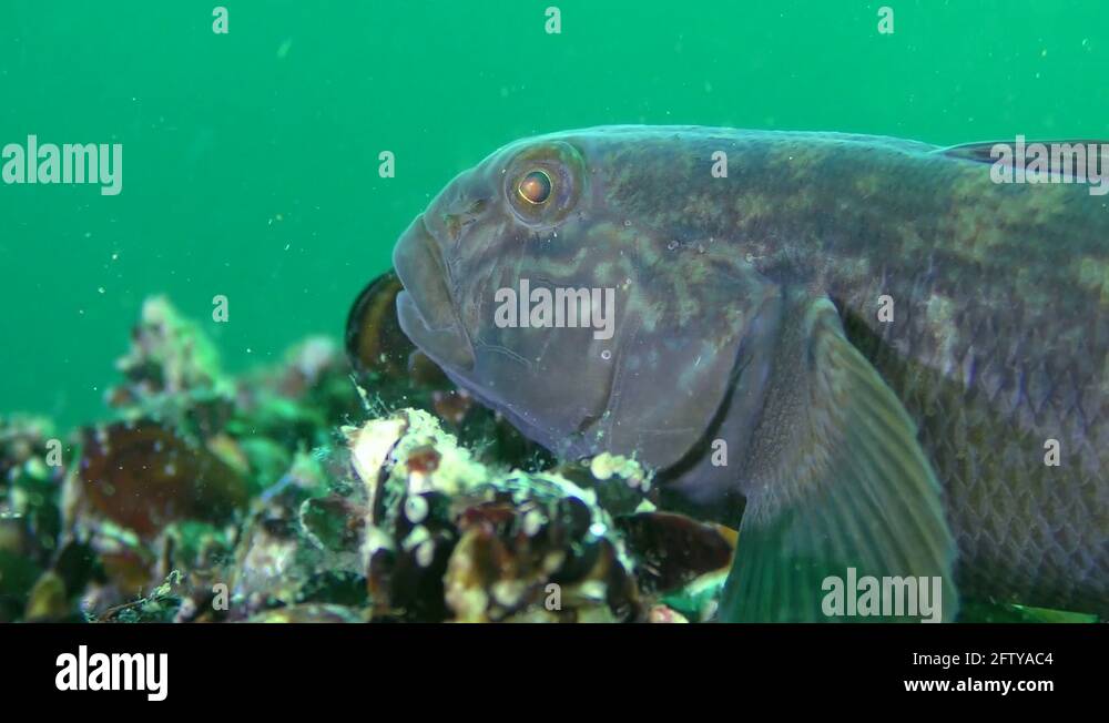 Invasive species Round goby (Neogobius melanostomus Stock Video Footage ...