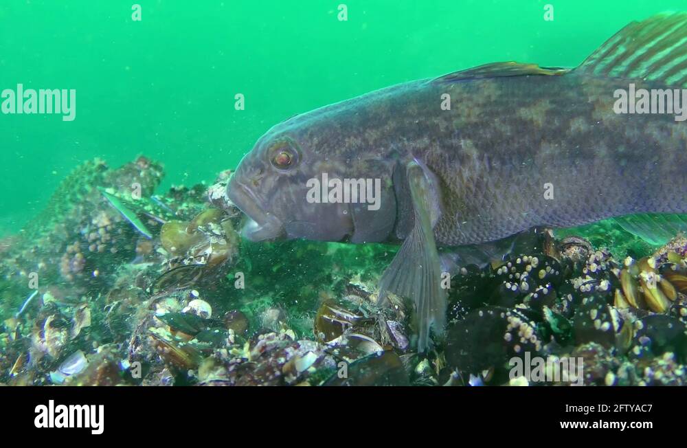 Invasive species Round goby (Neogobius melanostomus), feeding Stock ...