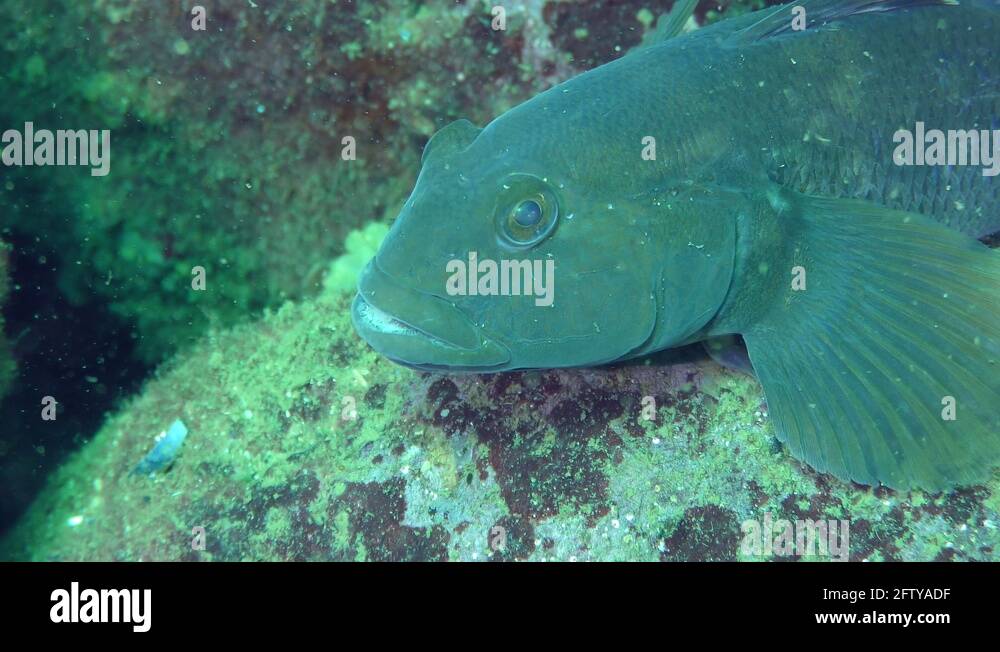 Invasive species Round goby (Neogobius melanostomus Stock Video Footage ...