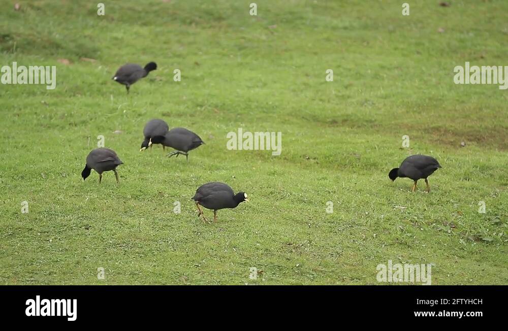 Worm eating birds Stock Videos & Footage - HD and 4K Video Clips - Alamy