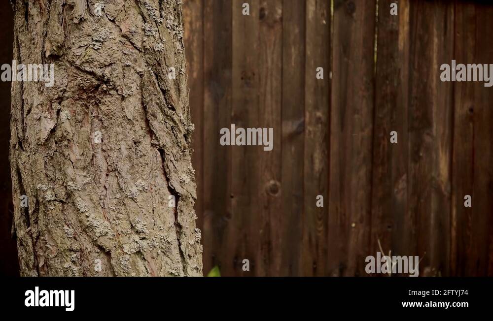 Wooden fence bark Stock Videos & Footage - HD and 4K Video Clips - Alamy
