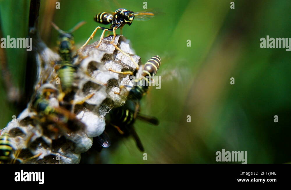 Wasps waving their wings for ventilation honeycombs Stock Video Footage ...