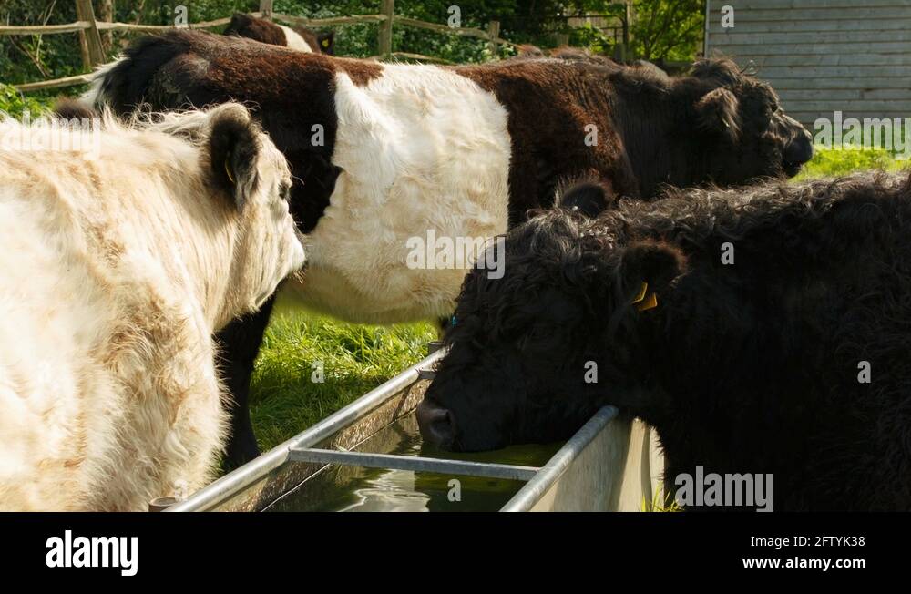 Water trough for cows Stock Videos & Footage - HD and 4K Video Clips ...