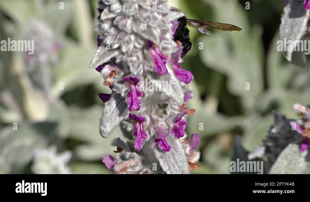 Carpenter bee pollination Stock Videos & Footage - HD and 4K Video ...