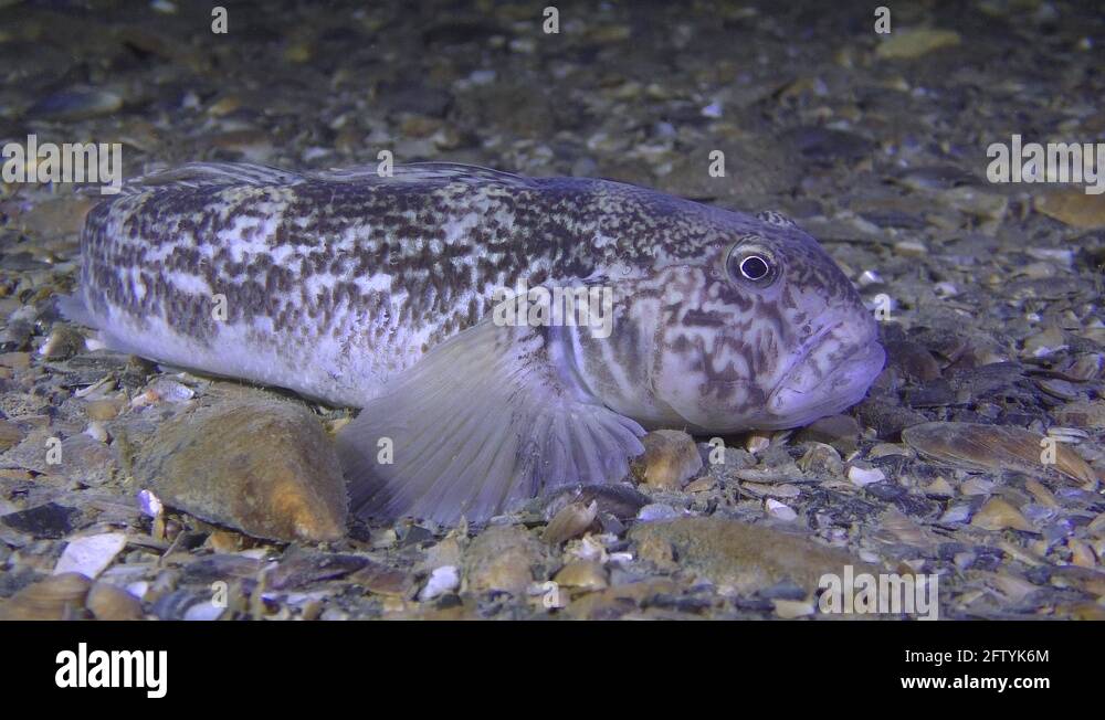 Invasive species Round goby (Neogobius melanostomus Stock Video Footage ...