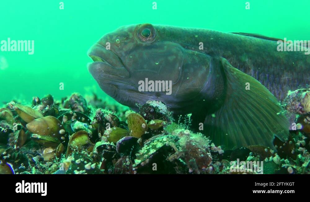 Invasive species Round goby (Neogobius melanostomus), portrait Stock ...