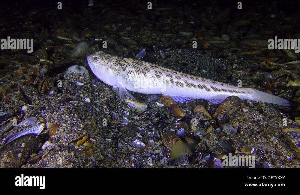 Dangerous fish Greater weever (Trachinus draco) lies on the bottom ...