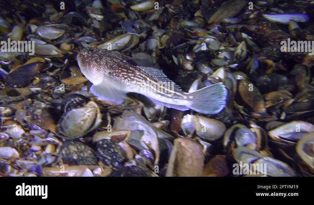 Dangerous fish Atlantic stargazer (Uranoscopus scaber) floats Stock ...