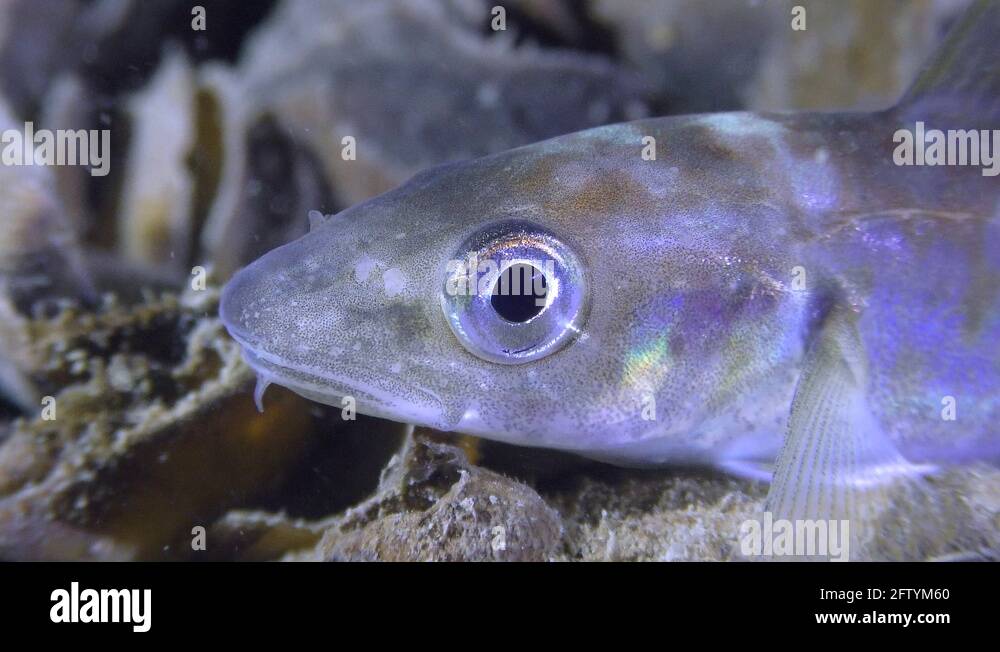 Commercial fish Whiting (Merlangius merlangus), portrait Stock Video ...