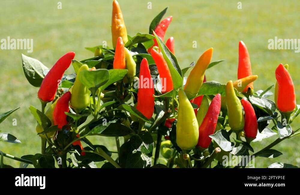 Pepper hot pods Stock Videos & Footage - HD and 4K Video Clips - Alamy