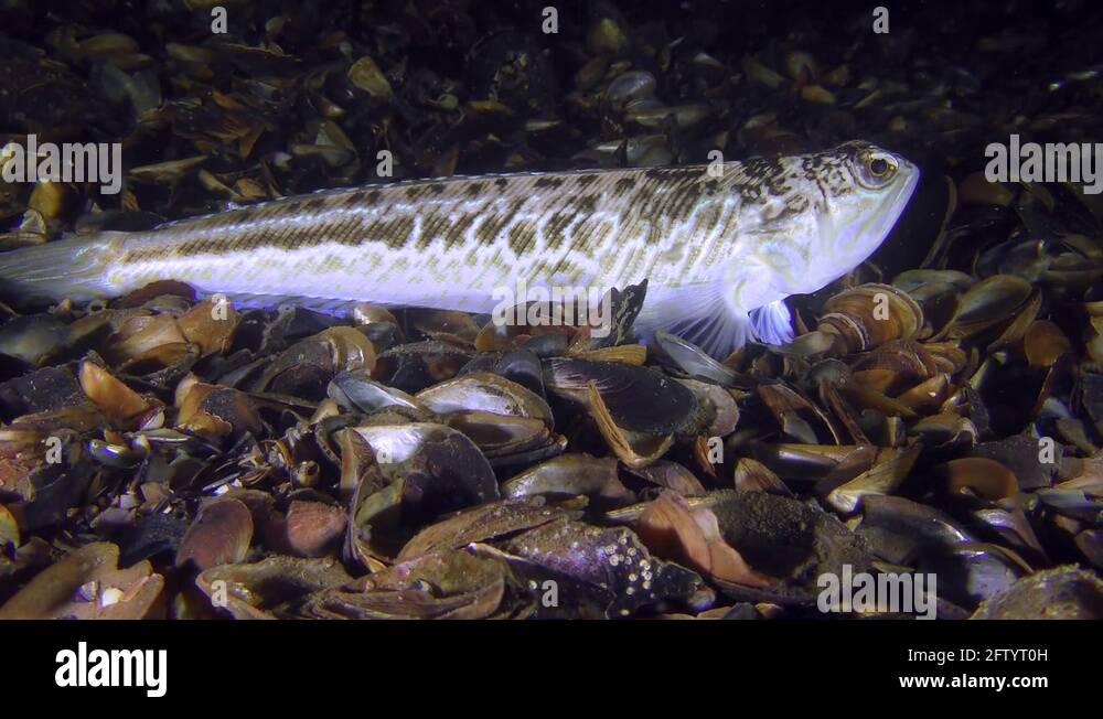 Poisonous fish Greater weever (Trachinus draco) lies on the bottom ...
