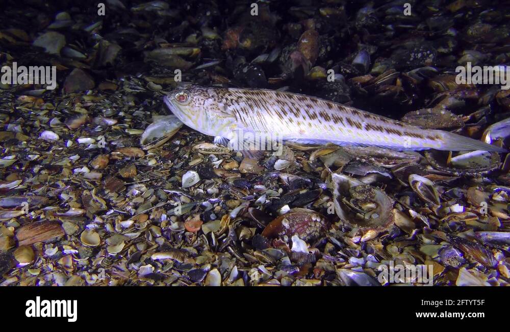 Poisonous fish Greater weever (Trachinus draco) swims away Stock Video ...