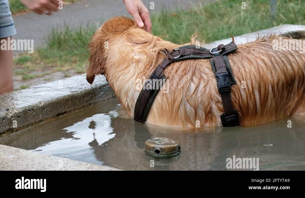 Girl washing a golden retriever dog, in a fountain in a natural park ...