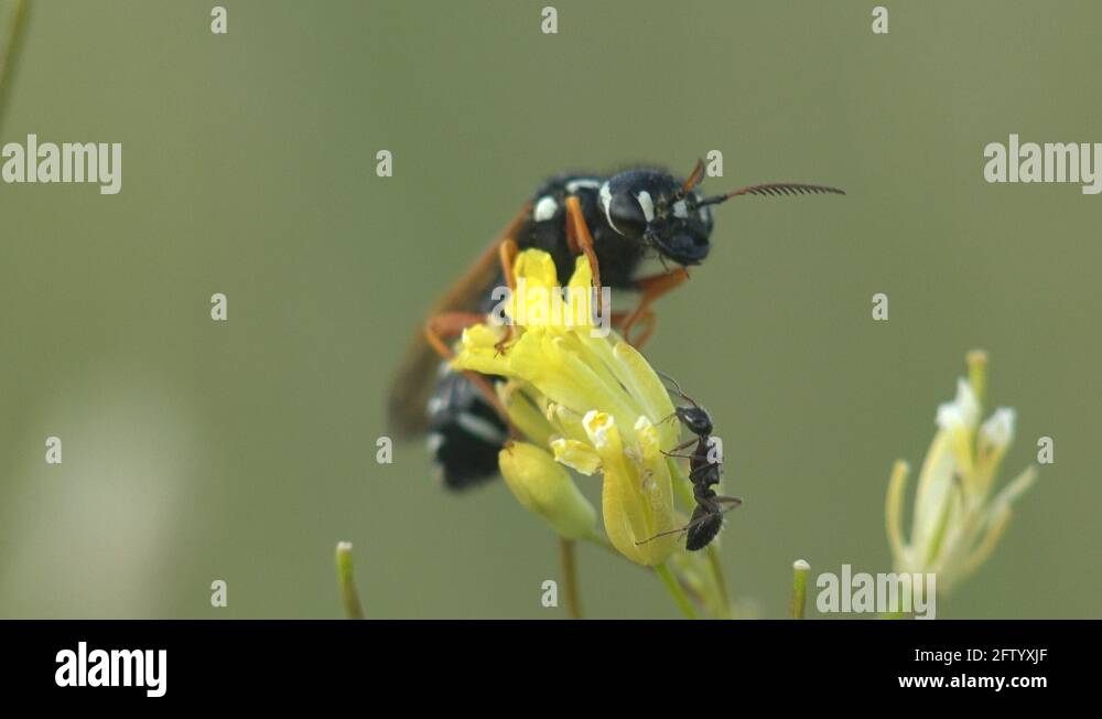 Wasp nest in grass Stock Videos & Footage - HD and 4K Video Clips - Alamy