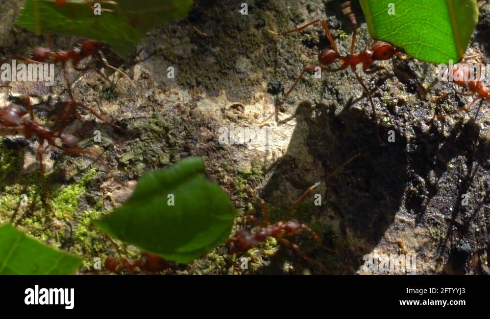 Ant back lit on Stock Videos & Footage - HD and 4K Video Clips - Alamy